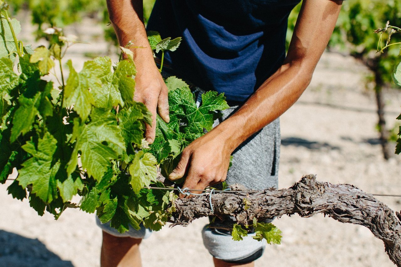 ¿Conoces de la poda de la vid? | Bodega Dos Búhos